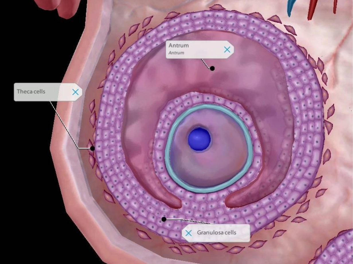 The Ovarian Cycle: A Guide