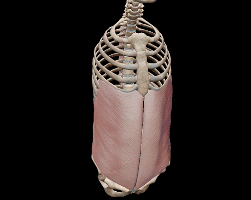Spine Time: A Guide to Spinal Anatomy