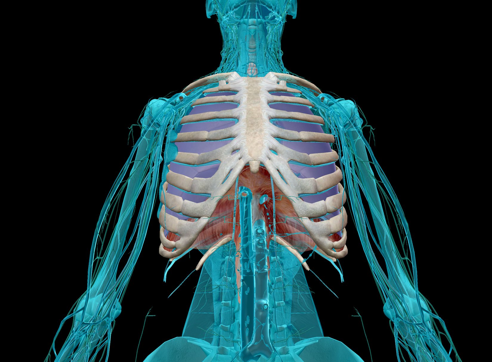 The Deadly Dozen: The 12 Most Foreboding Chest Injuries Part I