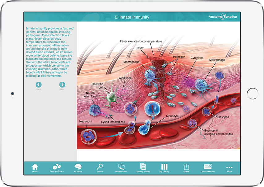 Anatomy & Function - Review anatomy and basic human body functions