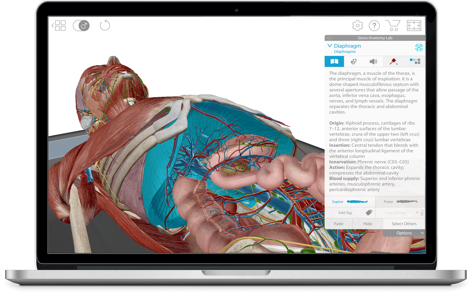 Human Anatomy Atlas Visual 3D Gross And Micro Anatomy Atlas Human Anatomy Atlas Visual 3D Gross And Micro Anatomy Atlas