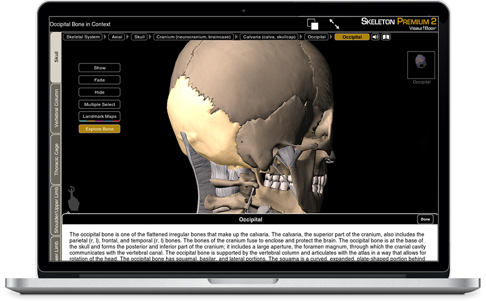Skeleton Premium - a 3D exploration of the human skeleton