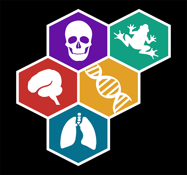 Visible Body Courses