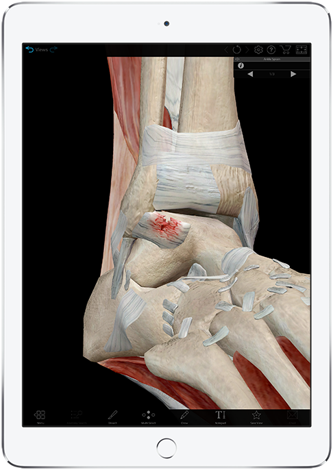 Virtual Anatomy Lab | Anatomical Dissection | Visible Body