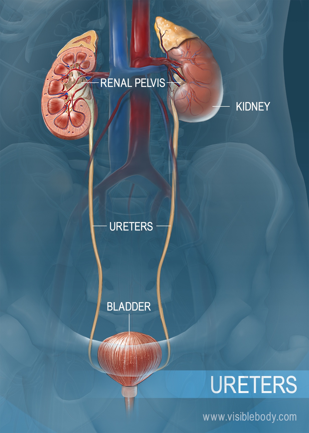 Kidney Ureter Anatomy Kidney Ureter Anatomy