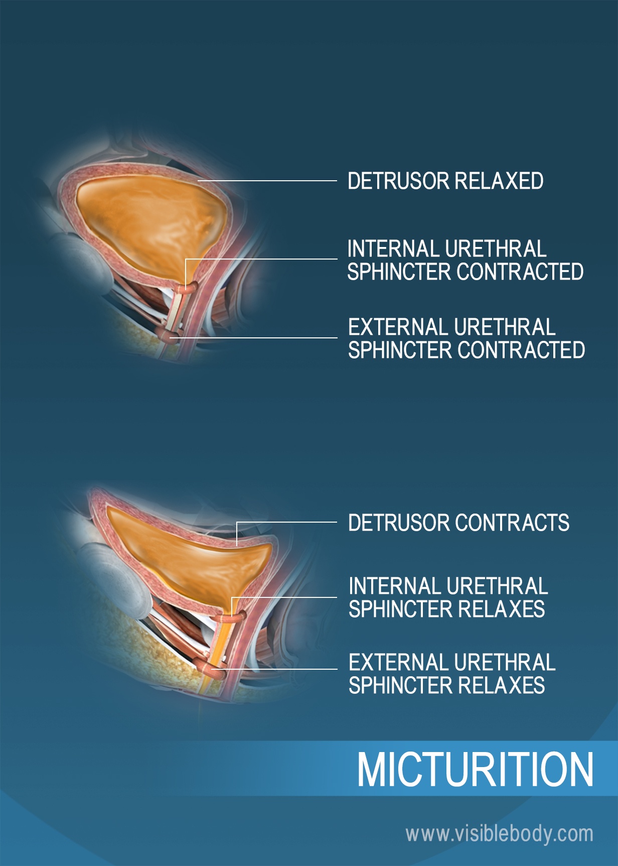 Urine Storage and Elimination
