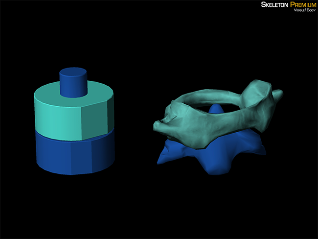 3D Skeletal System: Atlas, Axis, and the Atlanto-Axial Relationship