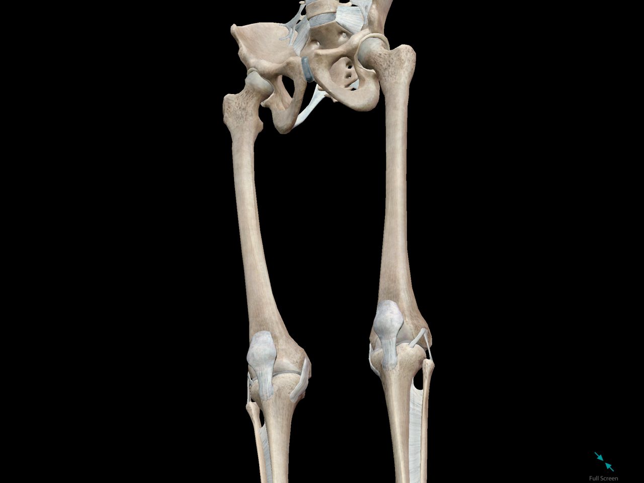 3D Skeletal System: Compact Bone, Spongy Bone, and Osteons—Oh My!