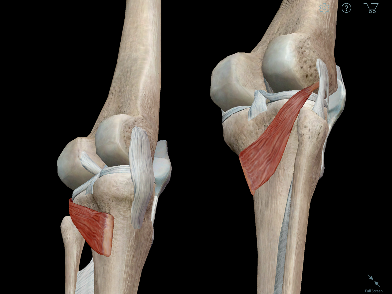 Learn Muscle Anatomy Popliteus Learn Muscle Anatomy Popliteus
