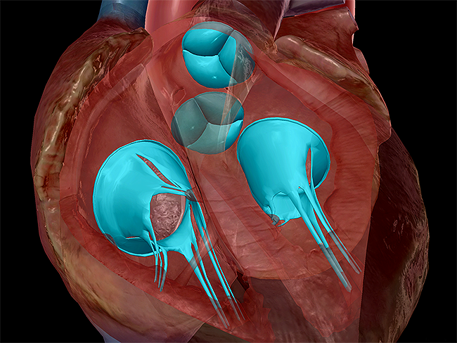 Human Heart Valve Anatomy