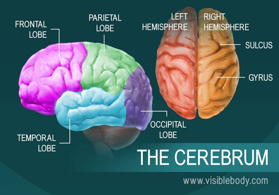 Human Brain | Anatomy and Function