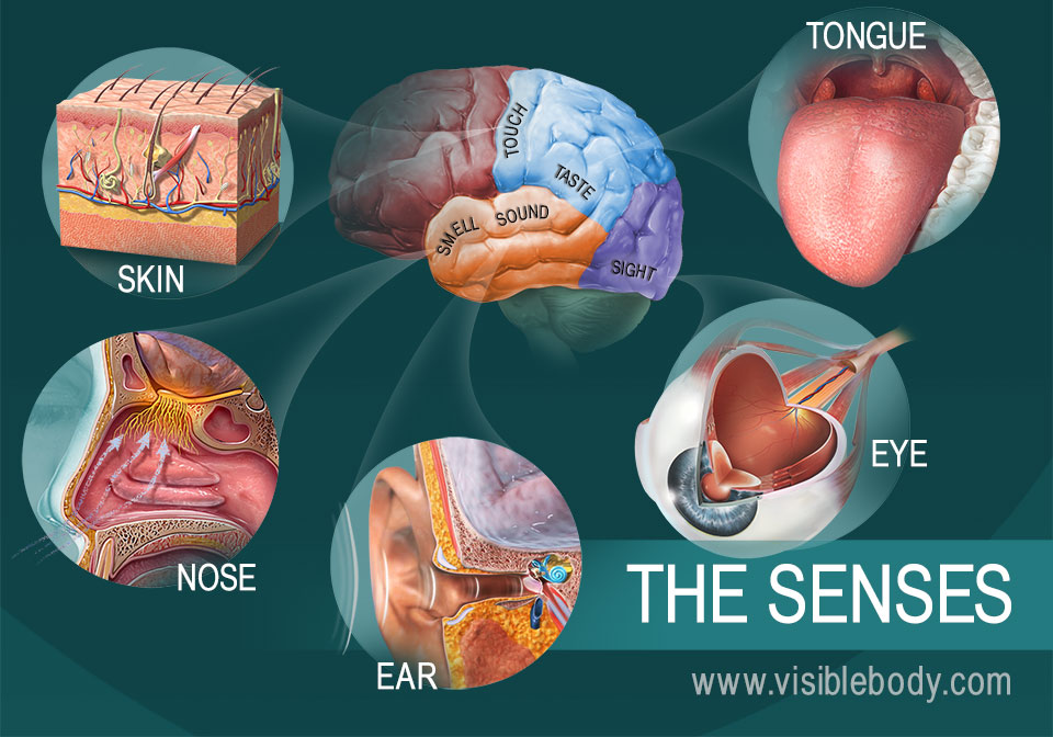 The Five Senses The Five Senses