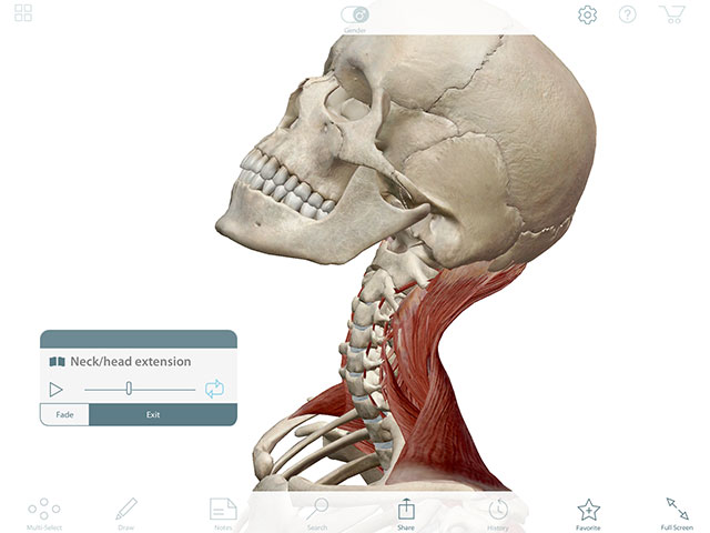 Muscle Premium by Visible Body