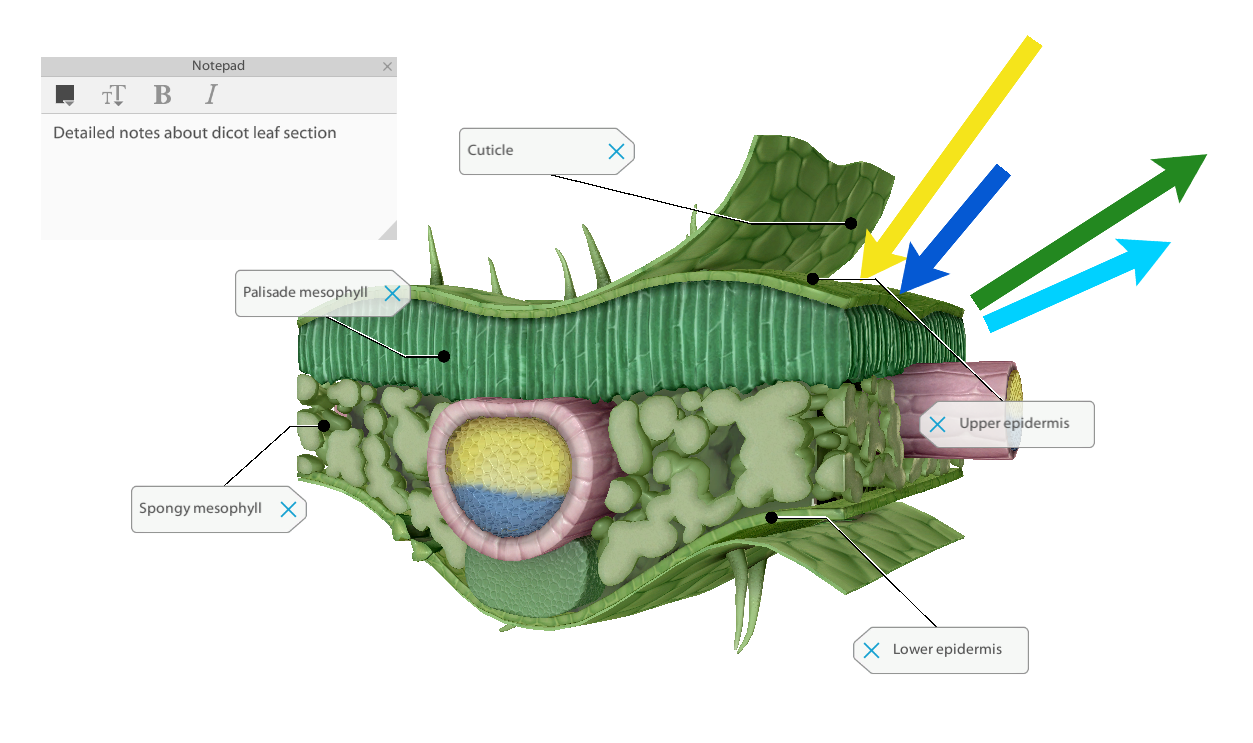 The Visible Body Blog