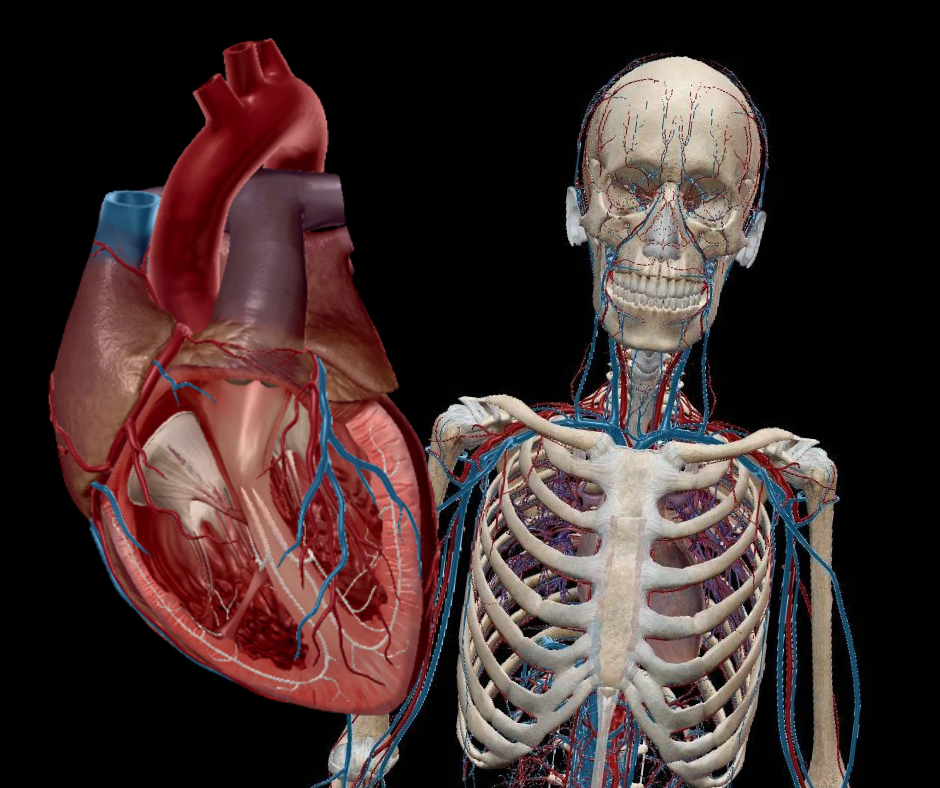 How the “Crown Jewel of Epidemiology” Changed How We Look at Heart Disease