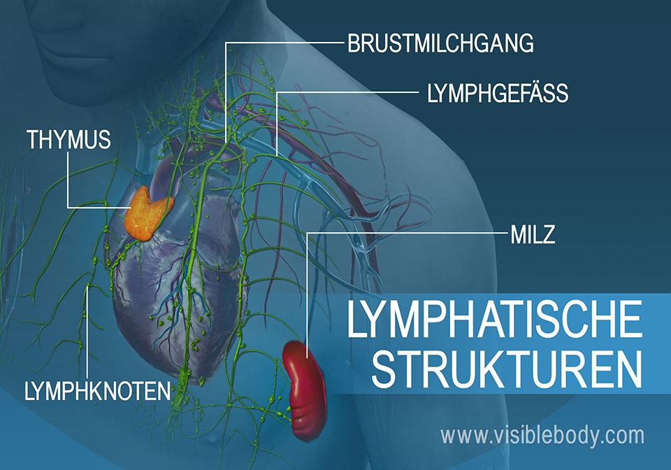 Lymphsystem Lymphsystem
