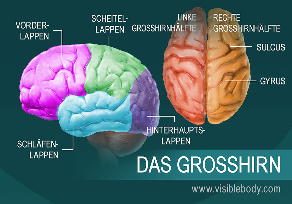 Das Gehirn Von Teenagern Ist Besonders Anf llig F r Belohnungen Wissen