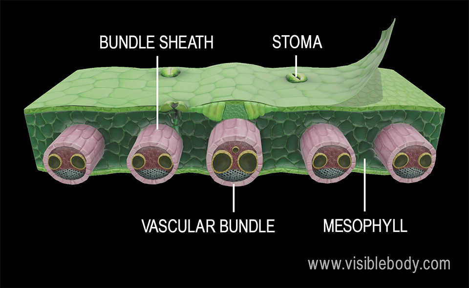 Monocot And Dicot Leaves
