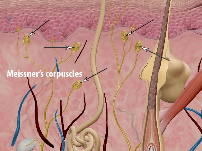 Anatomy and Physiology: Five Things About The Integumentary System