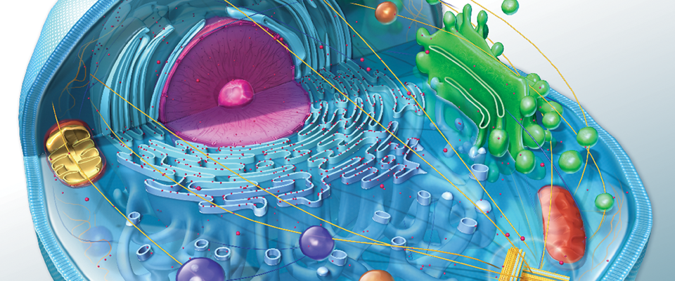 Visible Body Courses